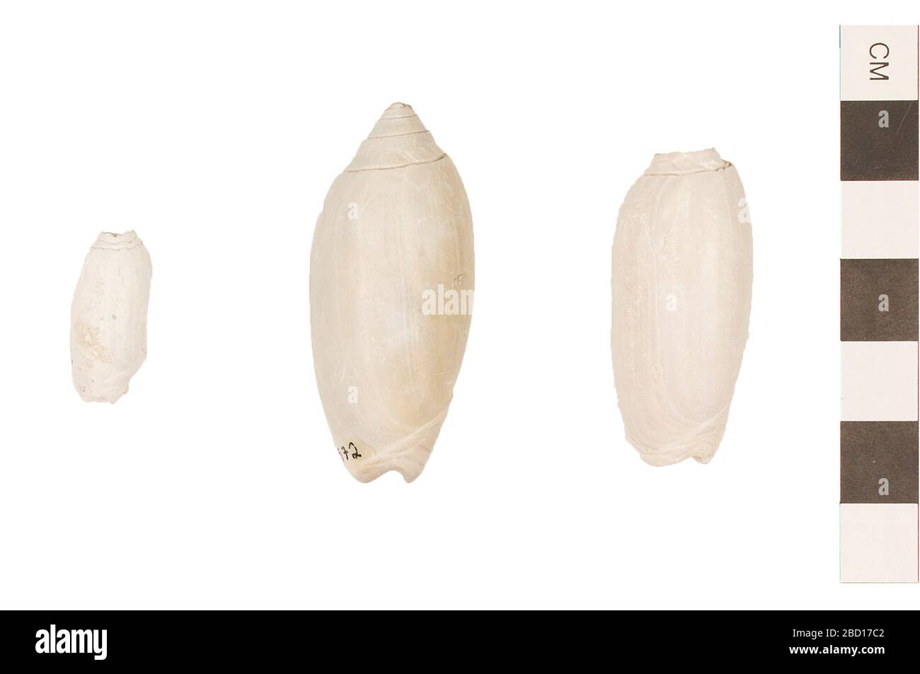 Olivella shell hi-res stock photography and images - Alamy