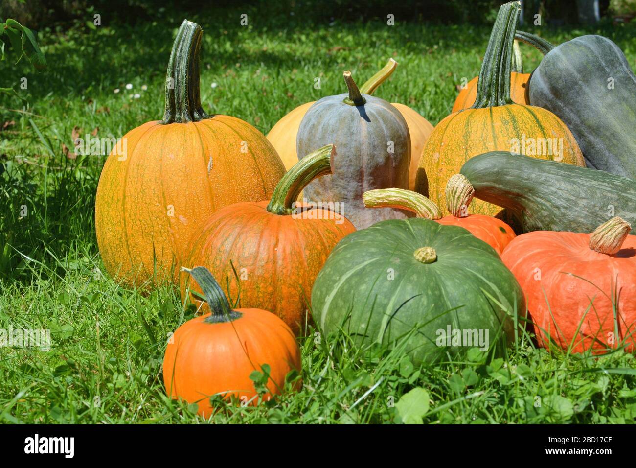 Winter luxury squash hi-res stock photography and images - Alamy