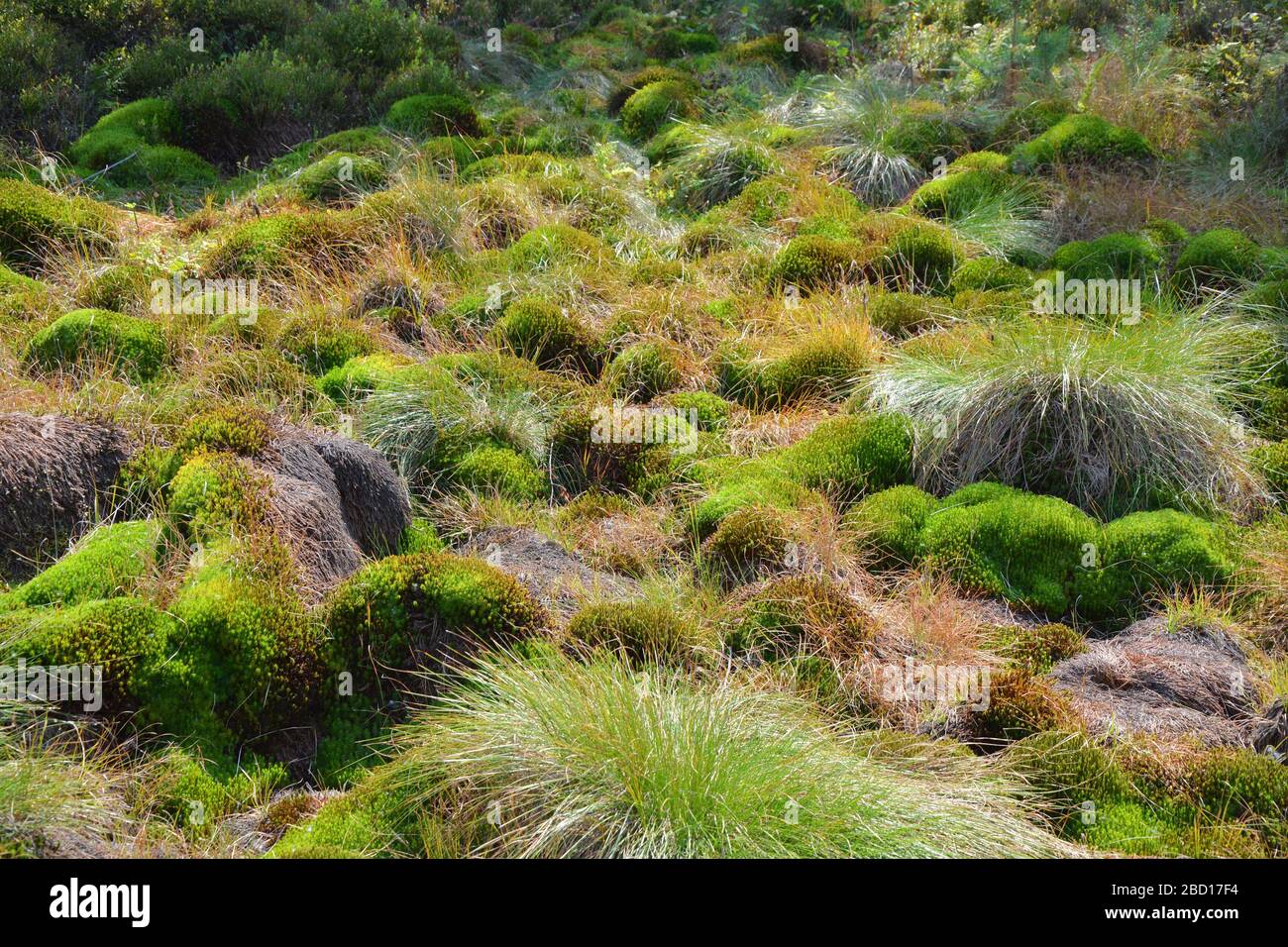 Peat bog flora hi-res stock photography and images - Alamy