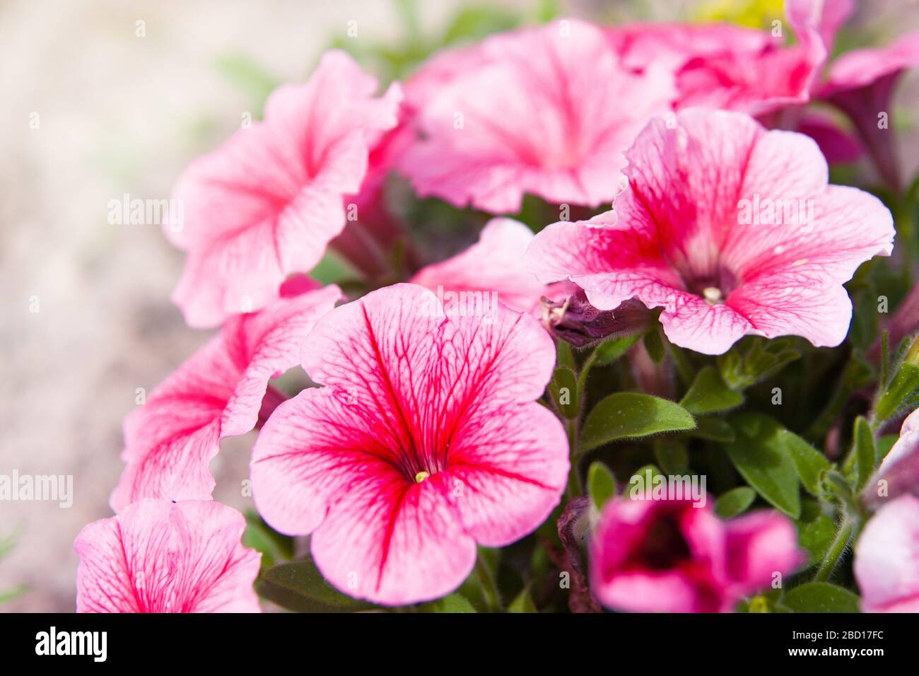 Petunia hybrida garden in hi-res stock photography and images - Alamy