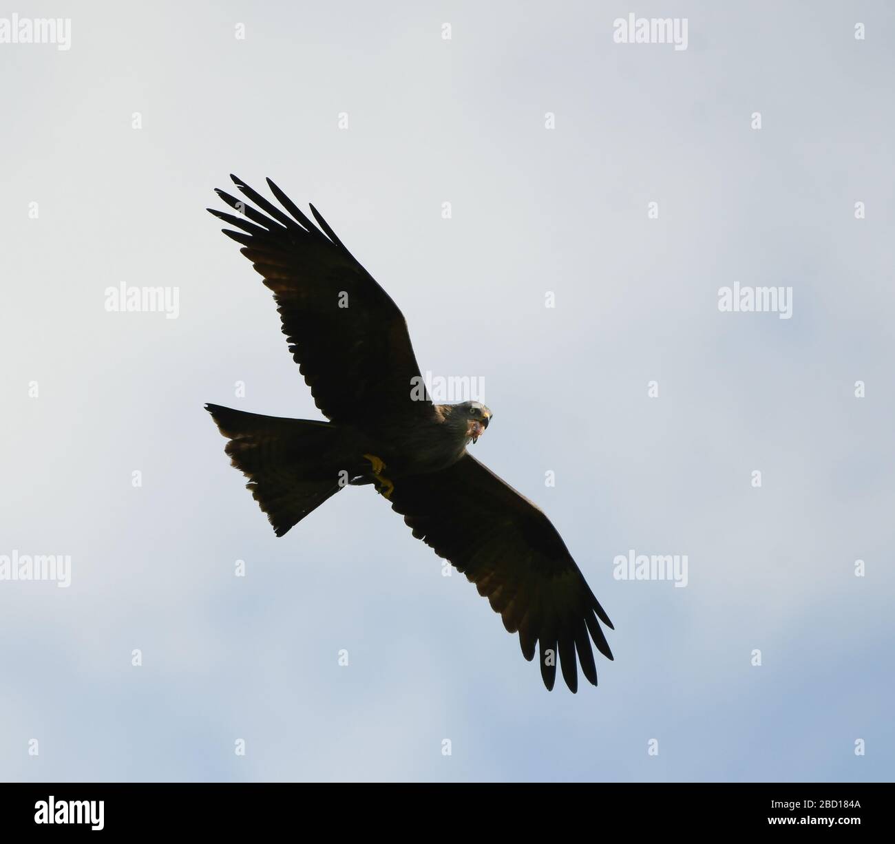 Food kite hi-res stock photography and images - Alamy