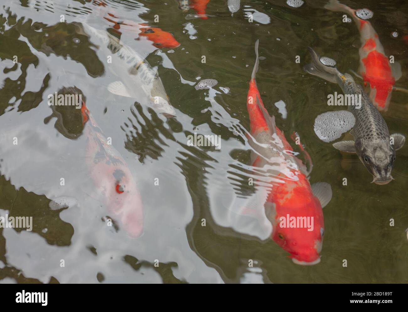 beautiful fish in many sizes. similar type reared in a pond with a ...