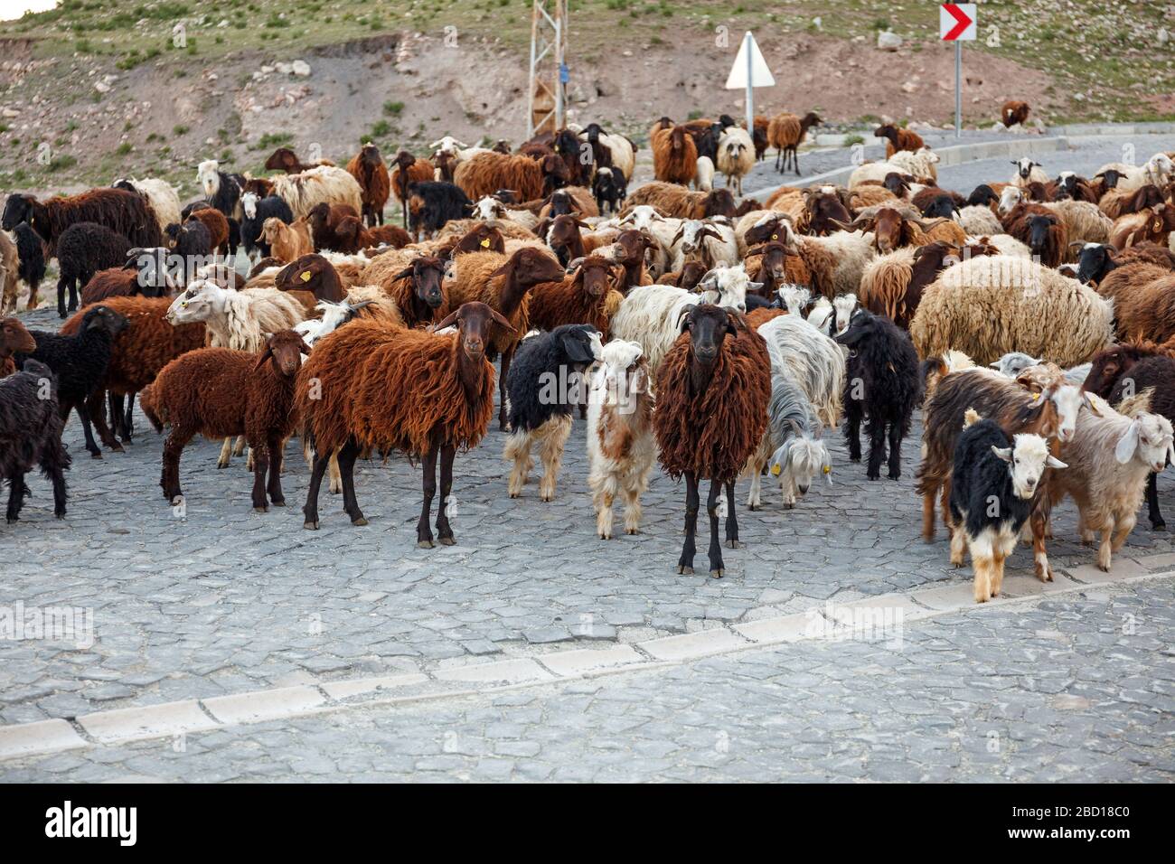 Goats and sheep together Stock Photo - Alamy