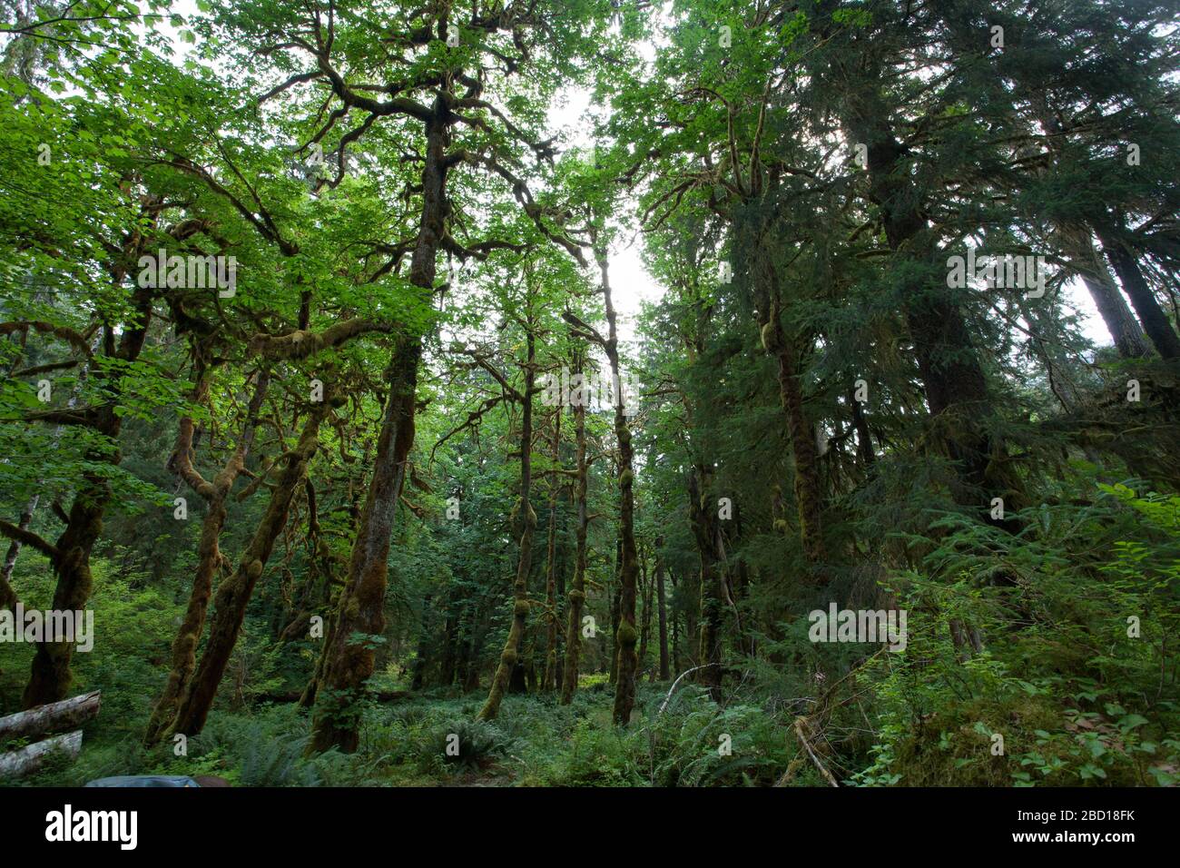 Moss-covered trees rise up among ferns in a Pacific Northwest forest ...