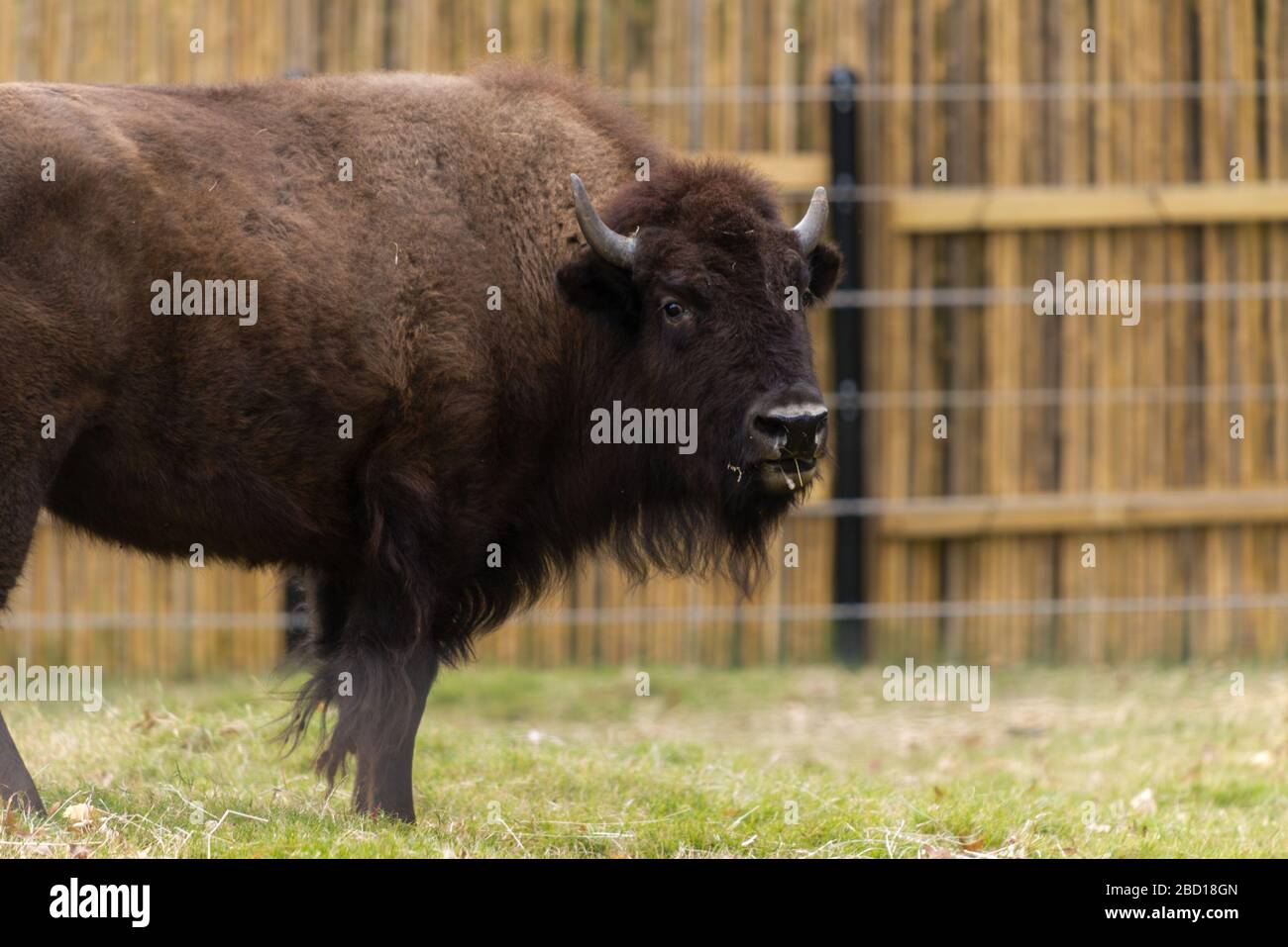 American Bison. Species: bison,Genus: Bison,Family: Bovidae,Order ...
