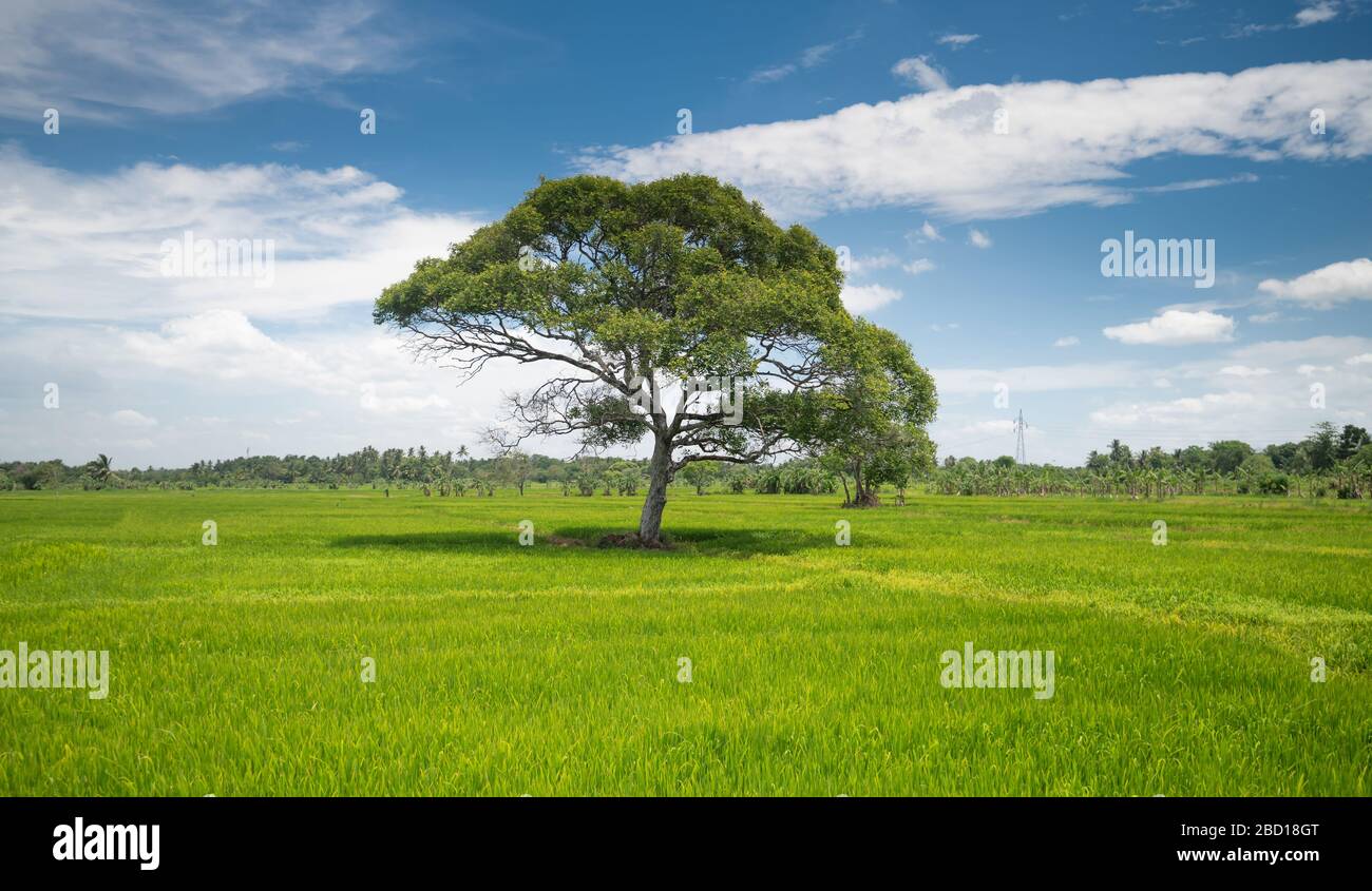 Paddy fields in Sri Lanka Stock Photo - Alamy