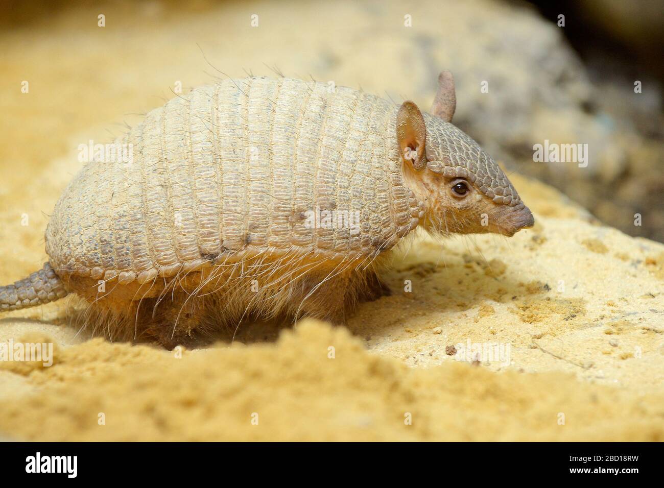 Screaming Hairy Armadillo. SMH,Small Mammal House,Species: vellerosus,Genus: Chaetophractus ...