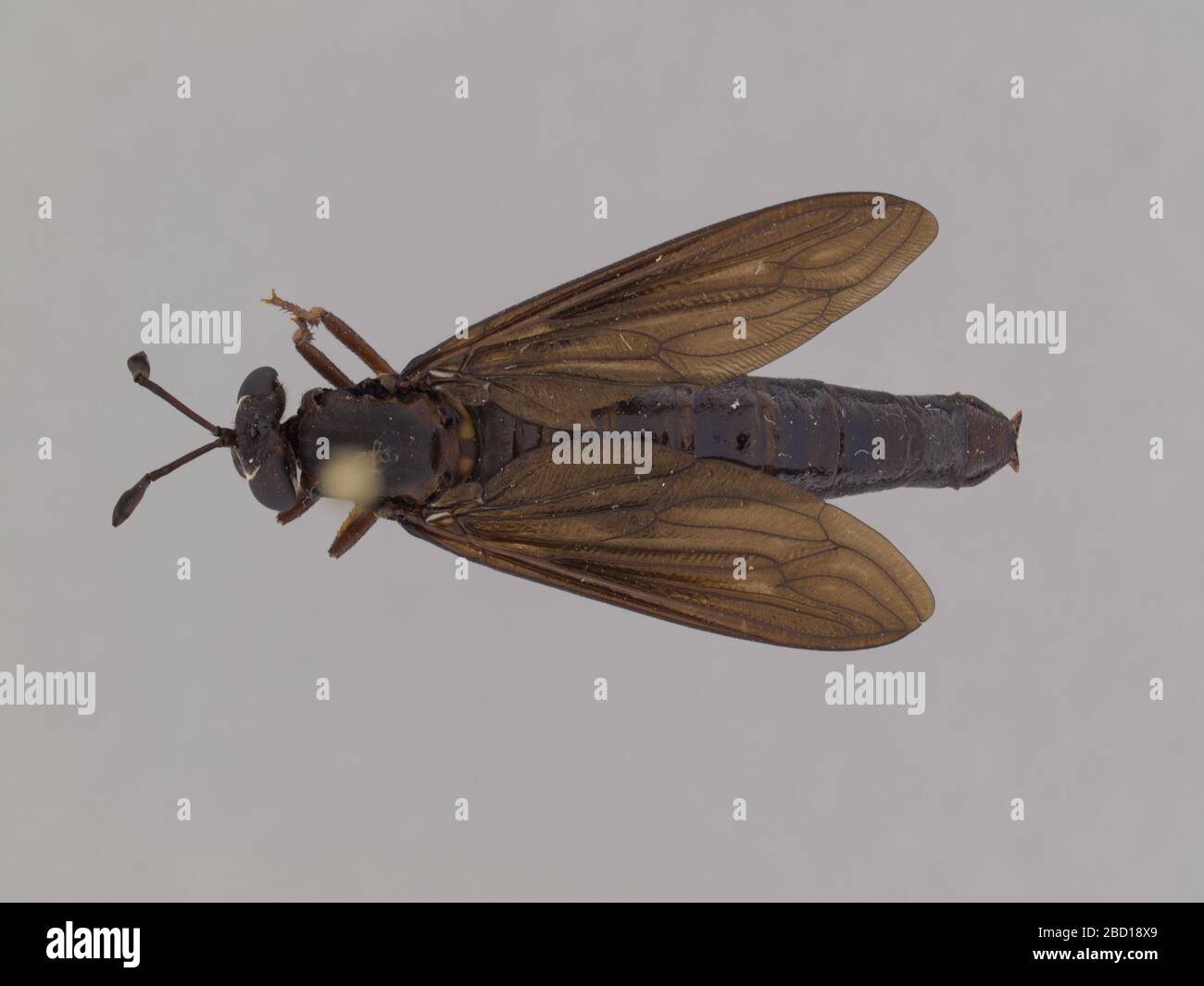 Phyllomydas quercus. 6 Oct 20151 Phyllomydas quercus Stock Photo - Alamy