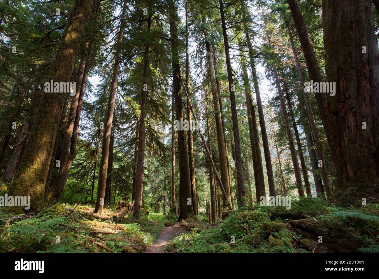 A hiking path goes through a sun-dappled evergreen forest Stock Photo ...
