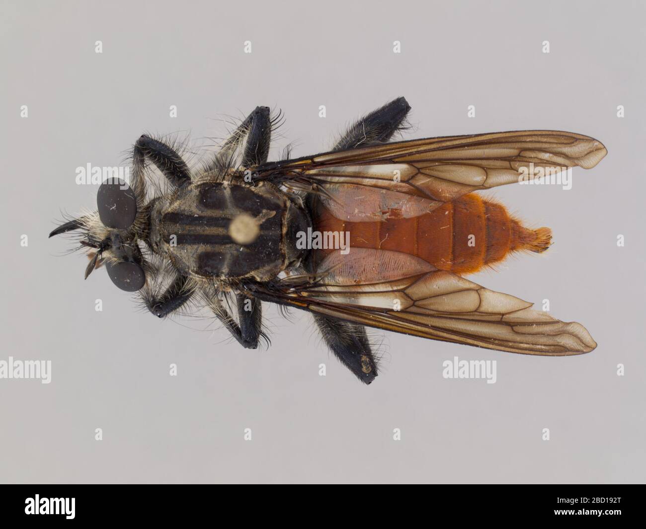 Pilica hi-res stock photography and images - Alamy