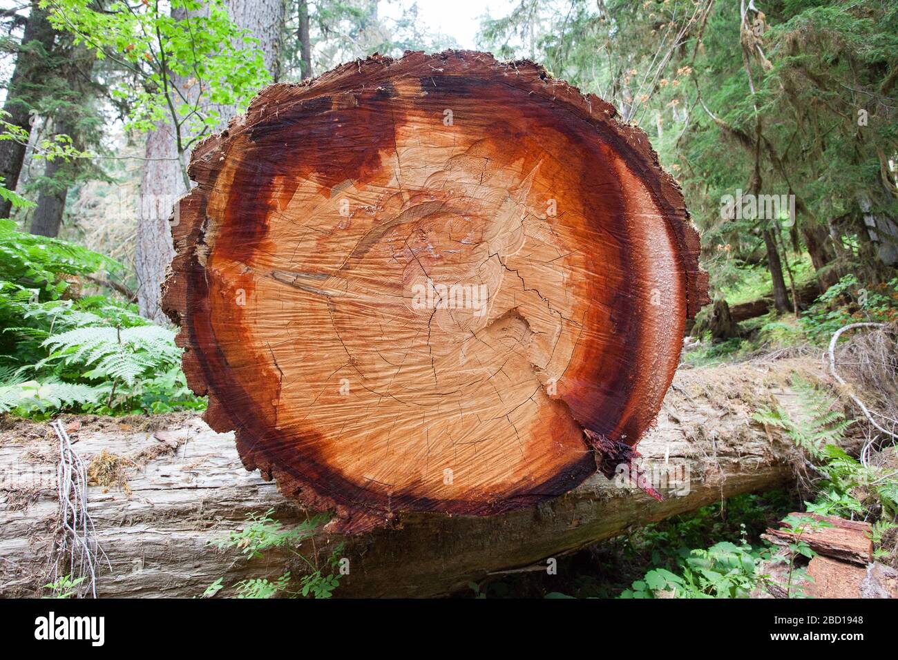 The cut side of a felled tree in a forest Stock Photo - Alamy