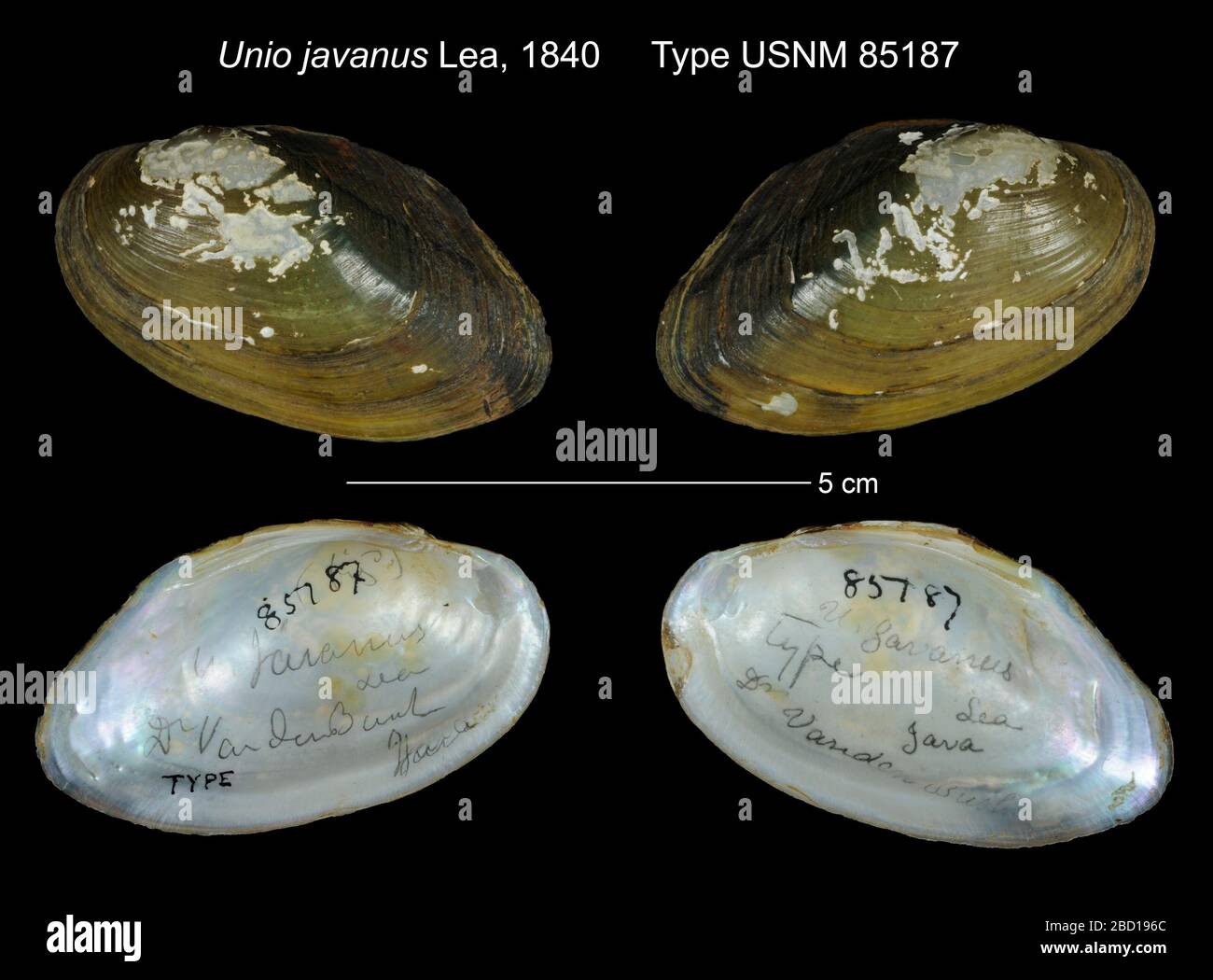 Javanus hi-res stock photography and images - Alamy