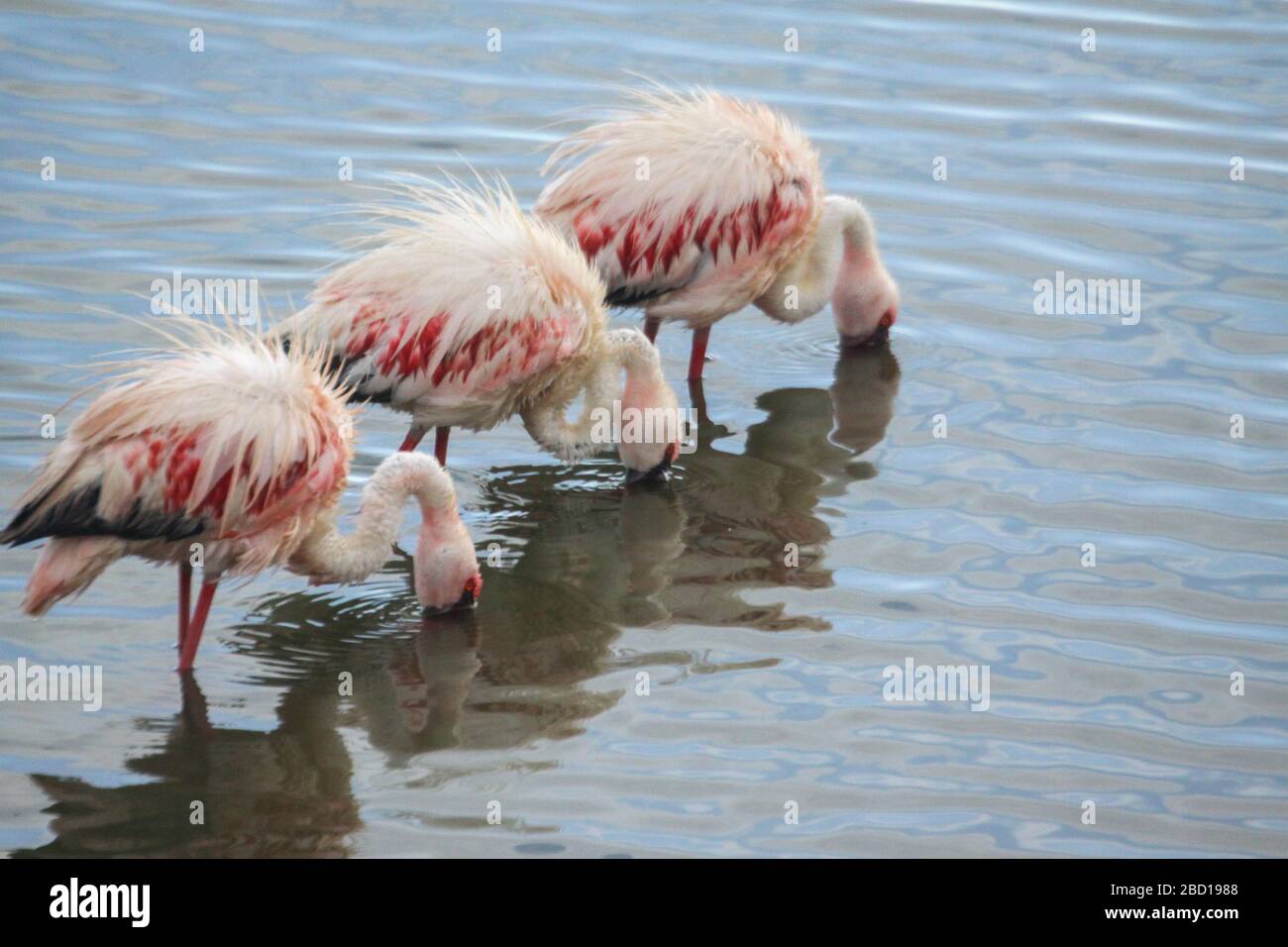Pink flamingo tanzania africa hi-res stock photography and images - Alamy