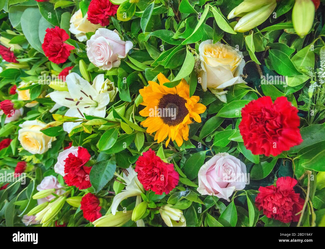 Colourful wall display of Flowers and foliage Stock Photo - Alamy