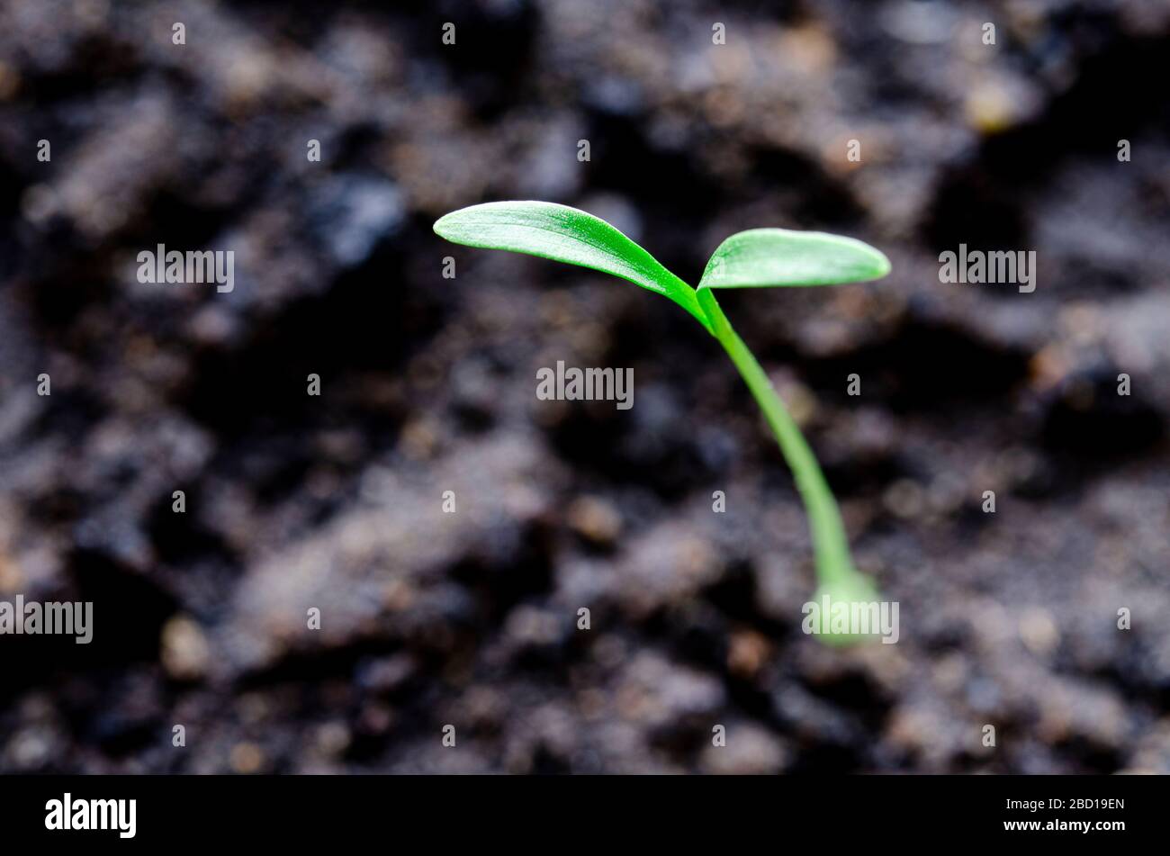 A young green cilantro sprout grows in black earth Stock Photo - Alamy