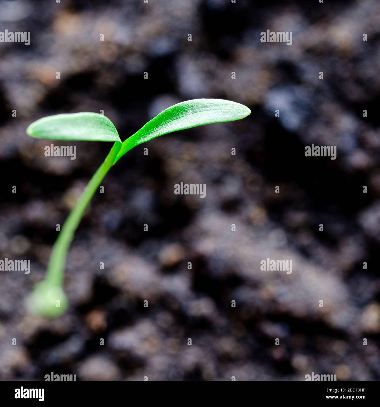A young green cilantro sprout grows in black earth Stock Photo - Alamy