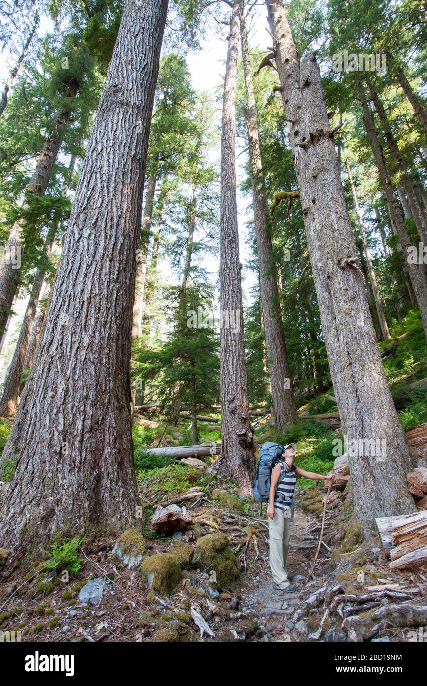 A female backpacker looks upward at towering evergreen trees Stock ...