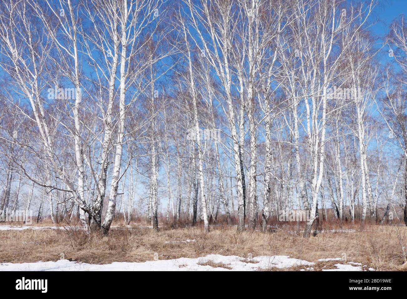 Birch spring forest Stock Photo - Alamy