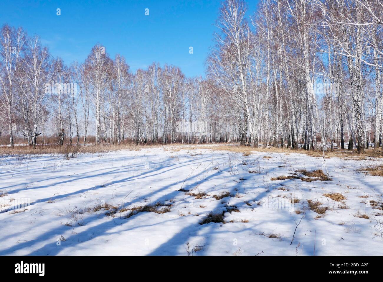Birch spring forest Stock Photo - Alamy