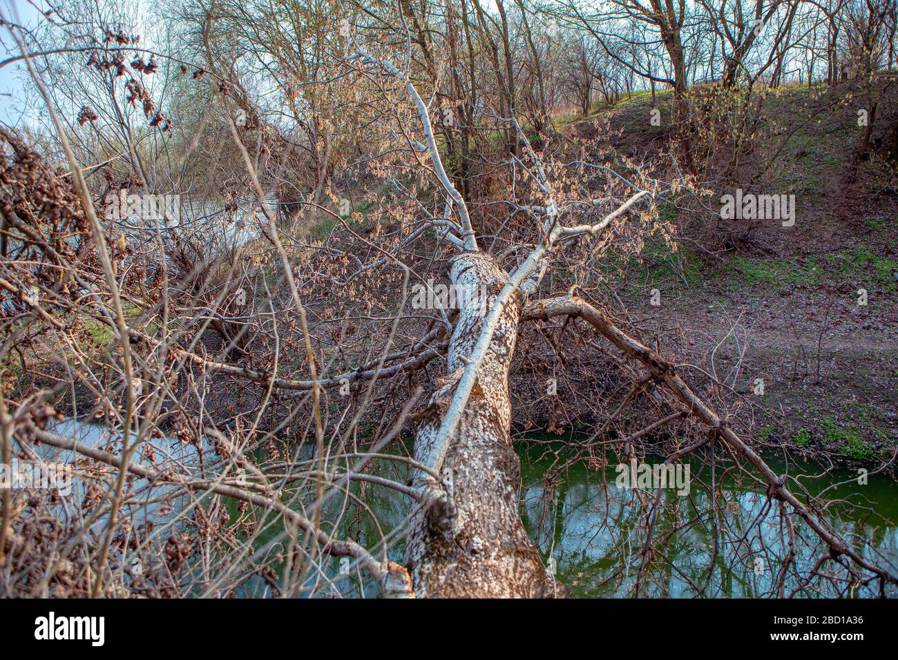 Tree fallen by storm on a forest path hi-res stock photography and ...