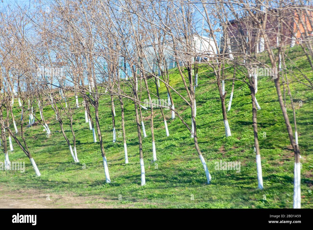 Birch seedlings hi-res stock photography and images - Alamy