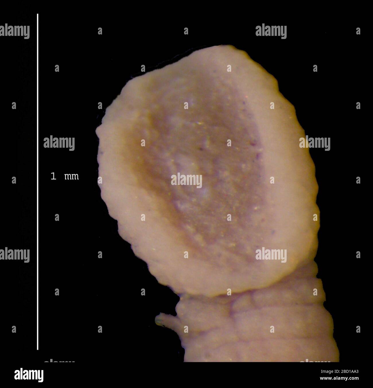 Pontobdella biannulata. 10 Jan 2013391 Pontobdella biannulata Stock ...
