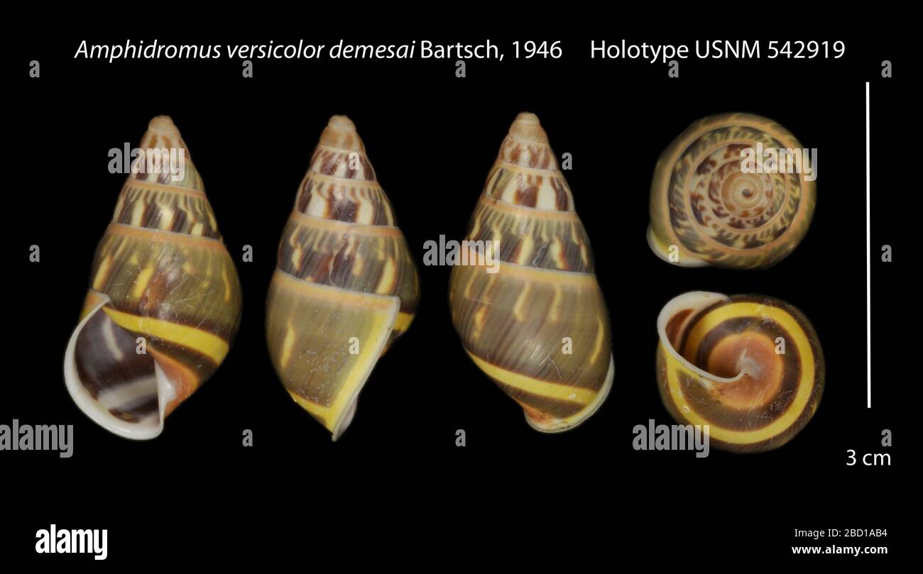 Amphidromus hi-res stock photography and images - Alamy