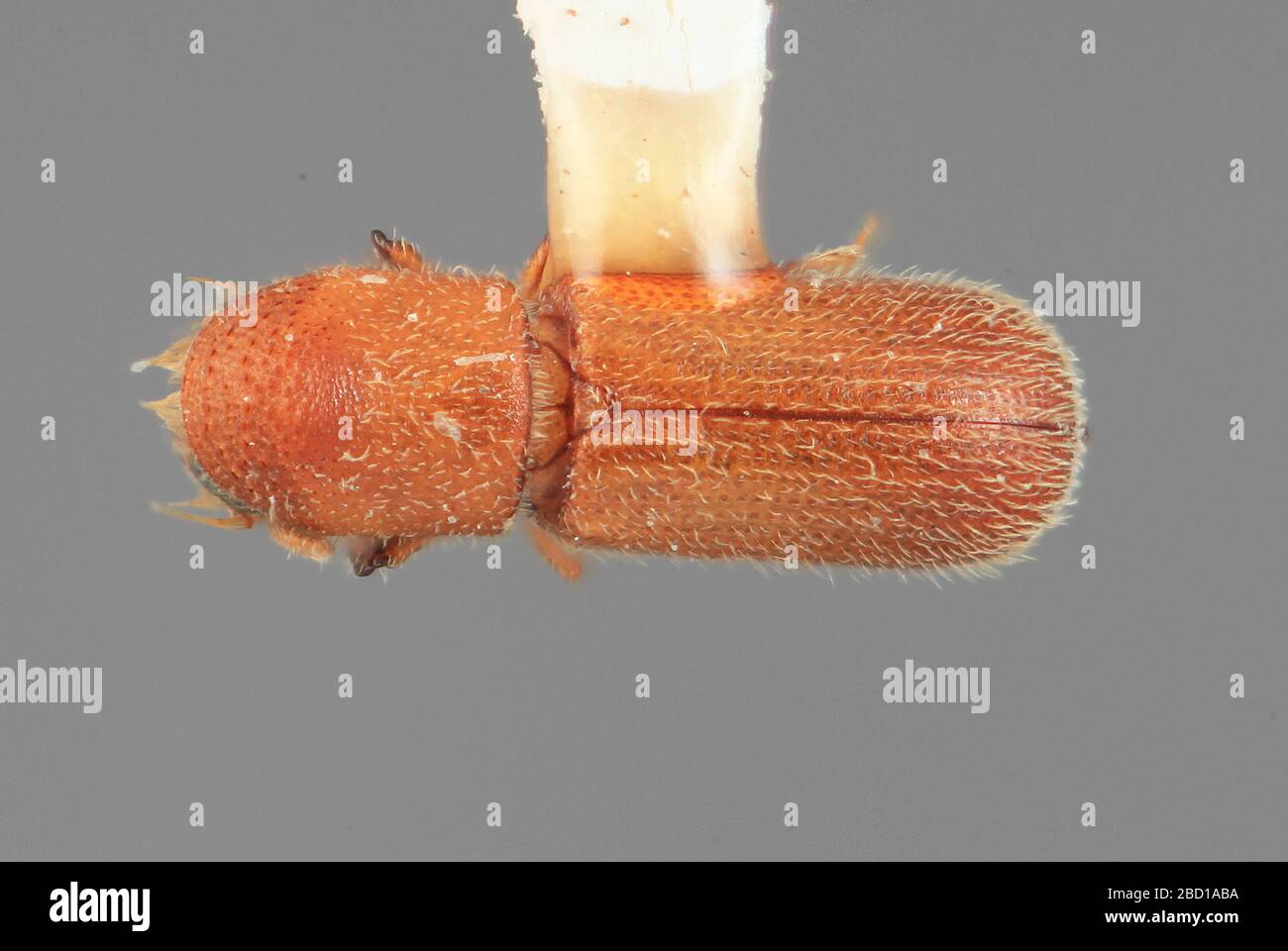 Birdstudy hi-res stock photography and images - Alamy