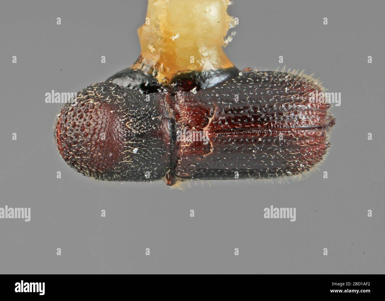 Incomptus hi-res stock photography and images - Alamy