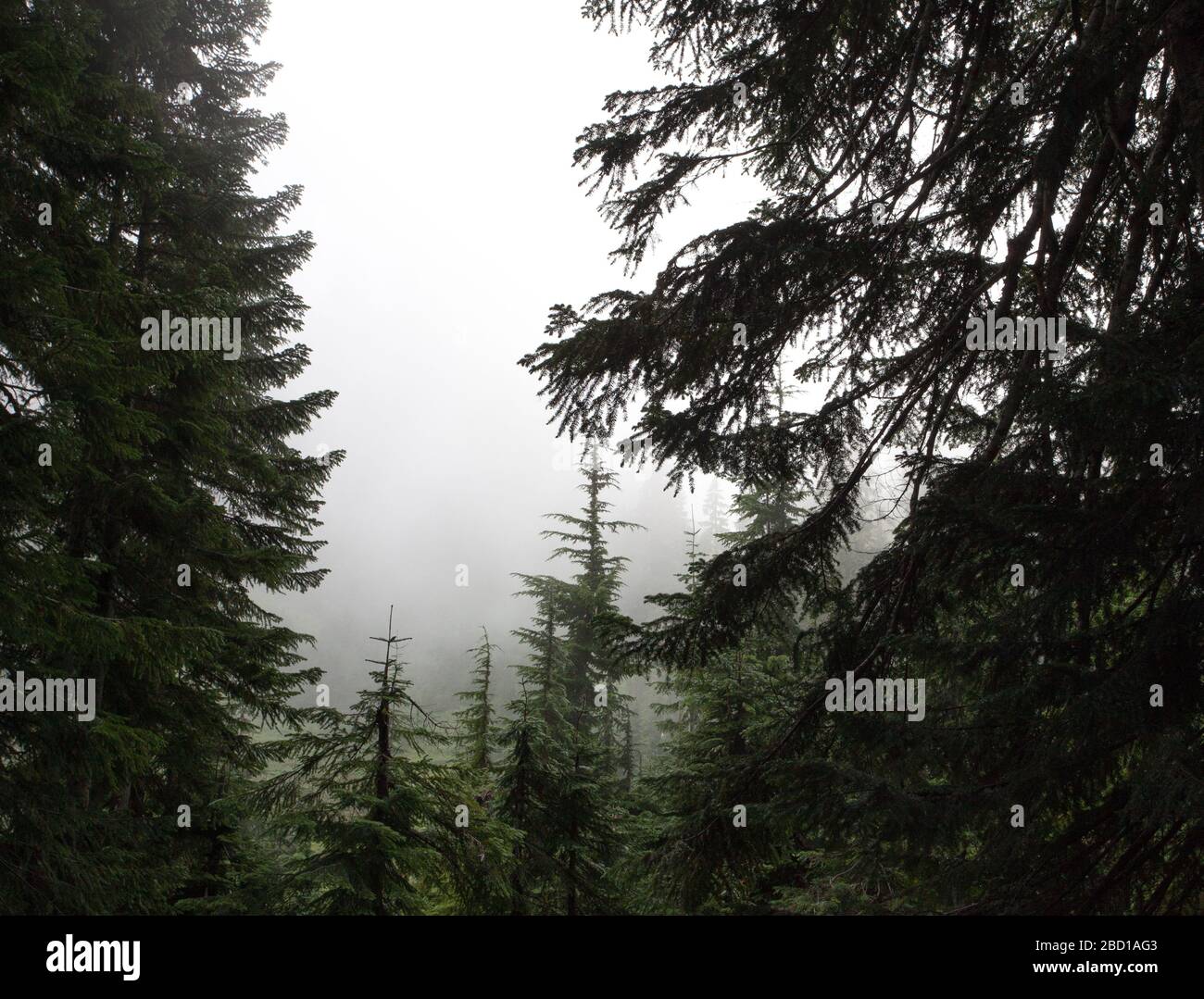 Dark evergreen hi-res stock photography and images - Alamy