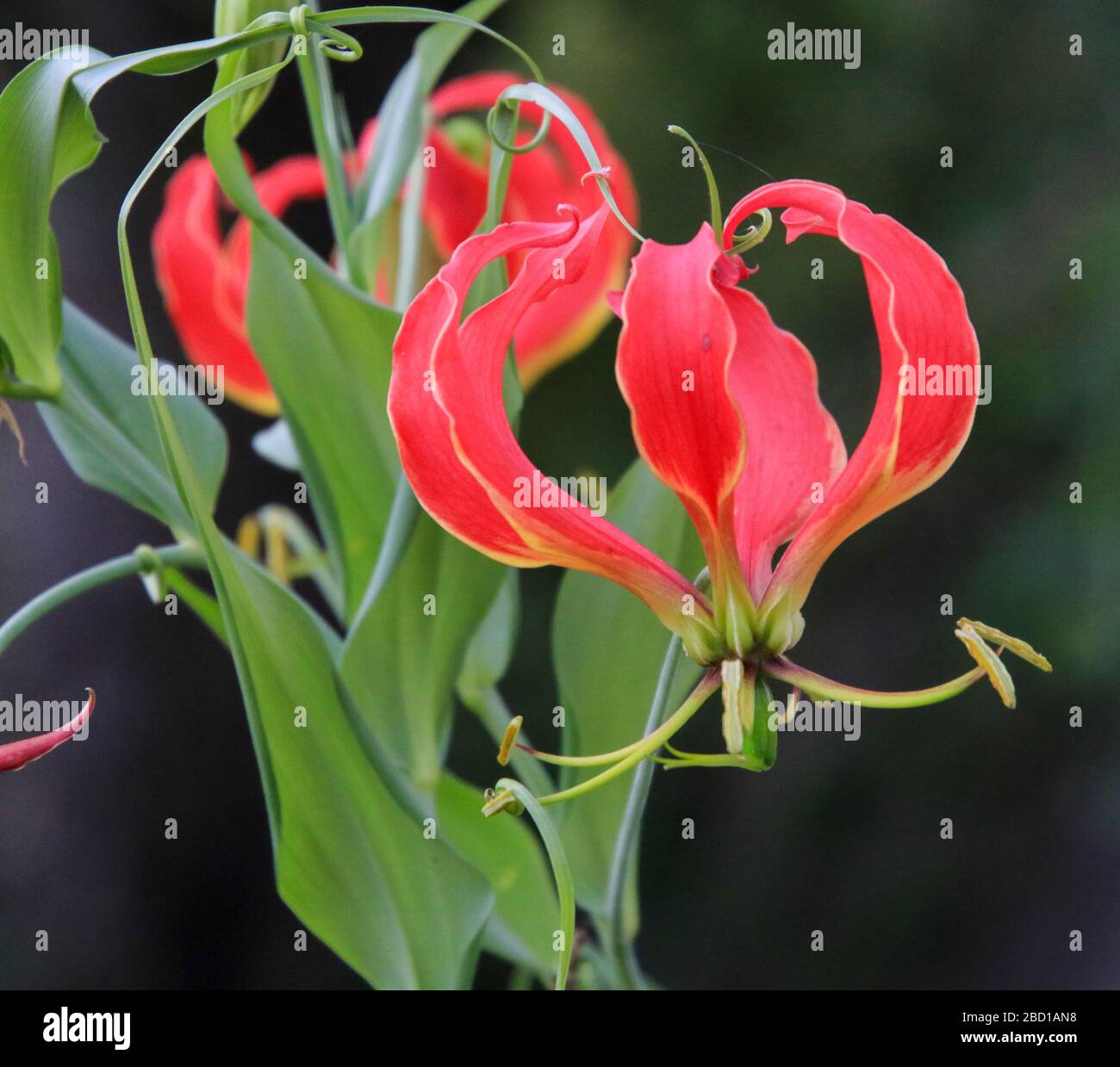 Gloriosa superba hi-res stock photography and images - Alamy