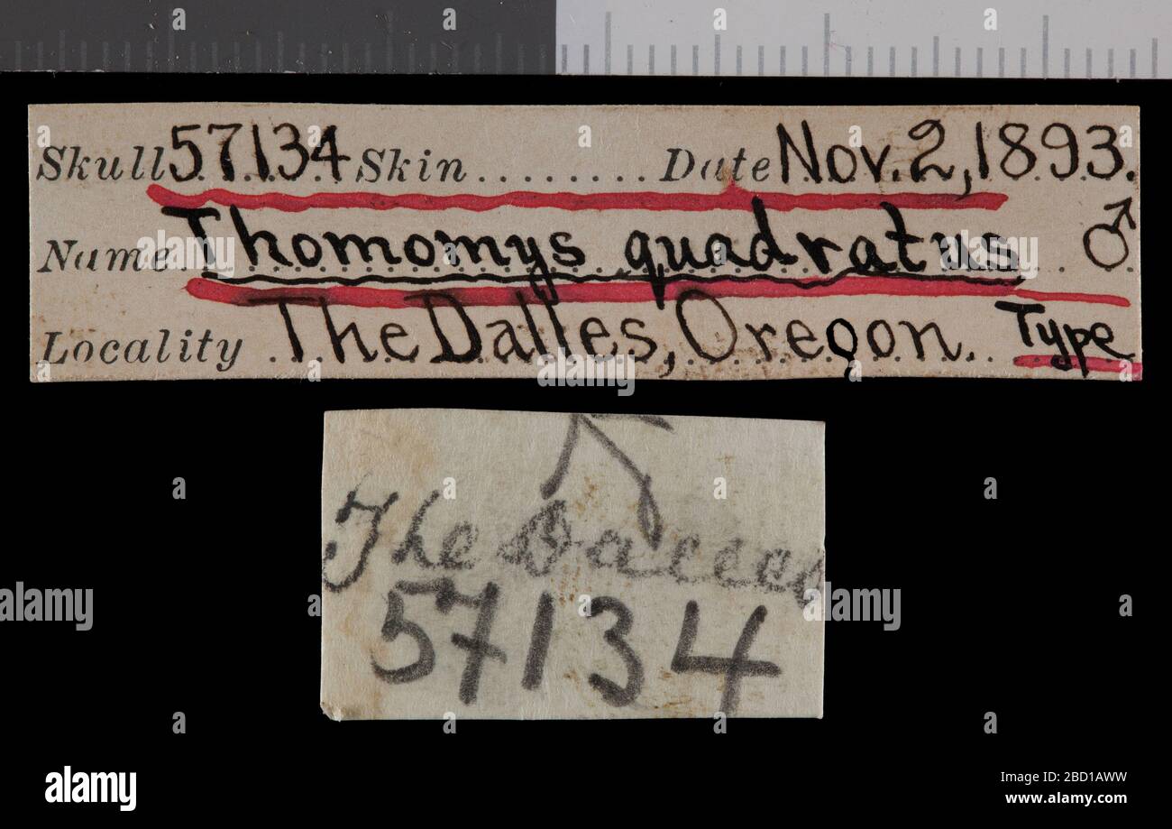 Thomomys talpoides quadratus. 8 Apr 20151 Thomomys talpoides quadratus ...