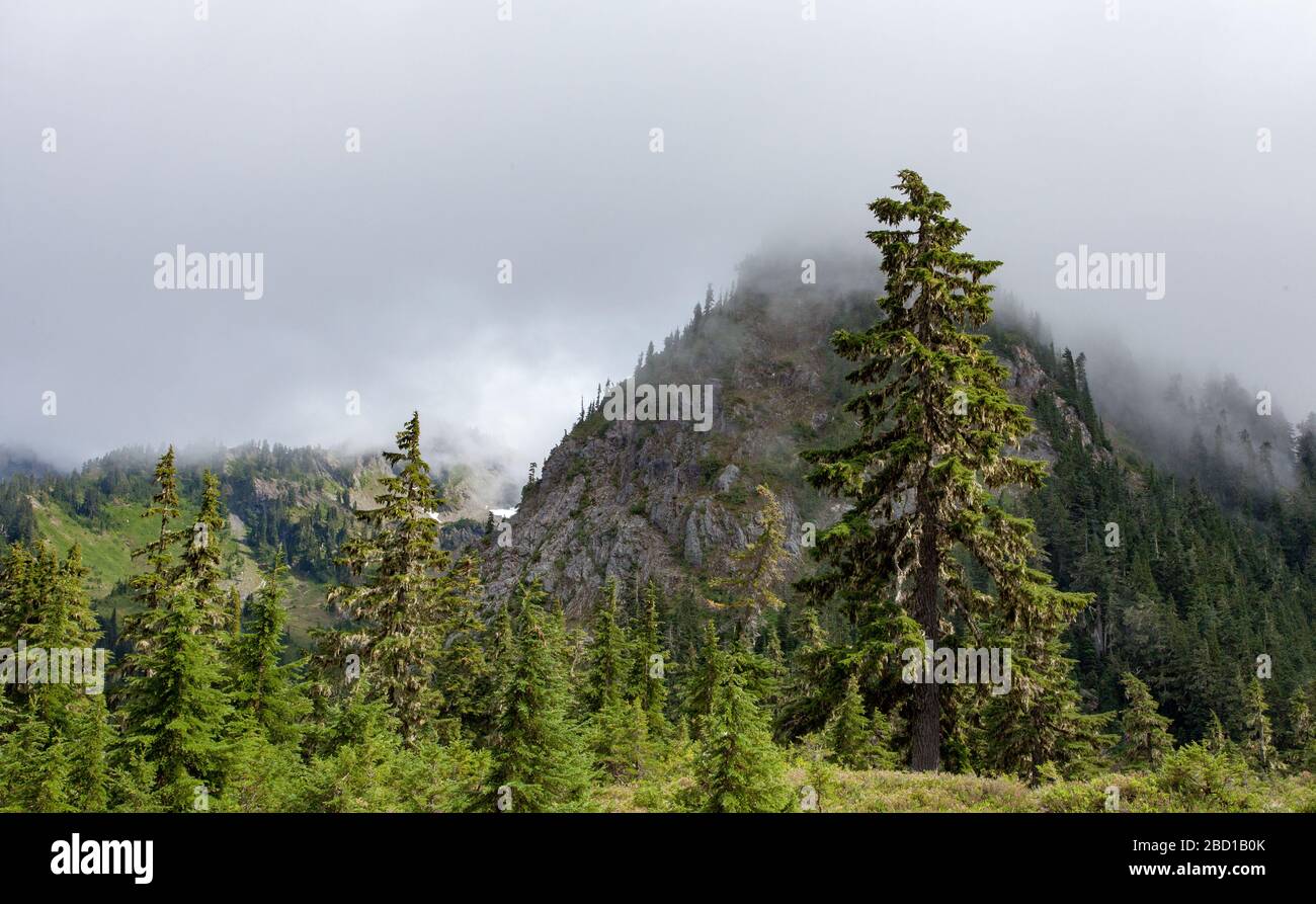 A lone evergreen tree lit by sunlight stands near other trees in front ...