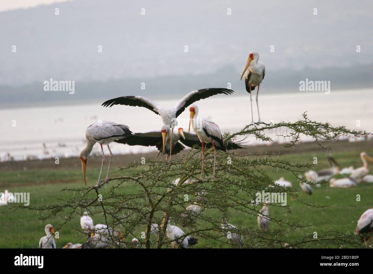 Africa african avian bird birds ibis kenya kenyan wildlife hi-res stock ...