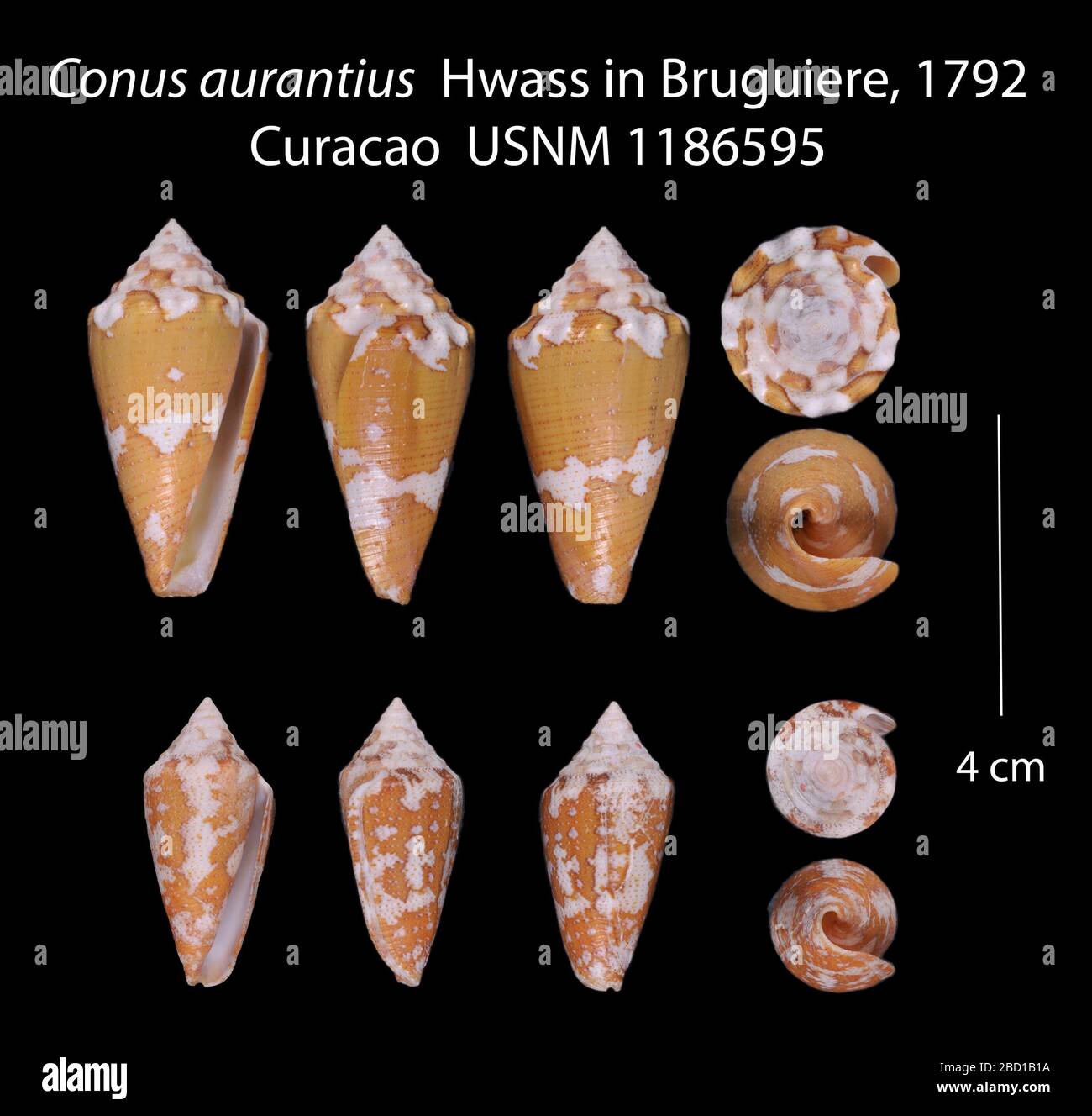 Conus aurantius hi-res stock photography and images - Alamy