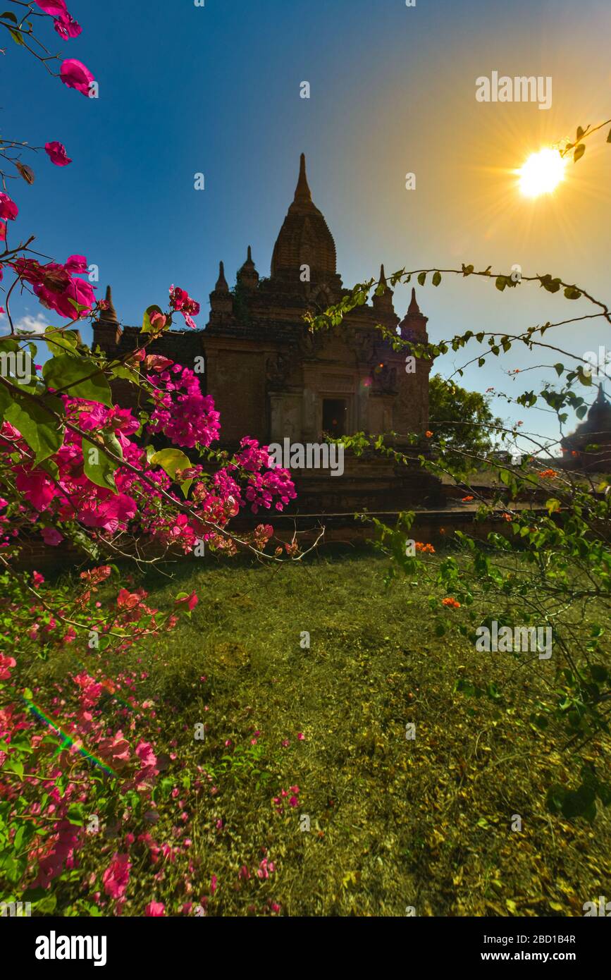 Bagan Myanmar Bougainvillea flowers and beautiful Stupa Stock Photo - Alamy