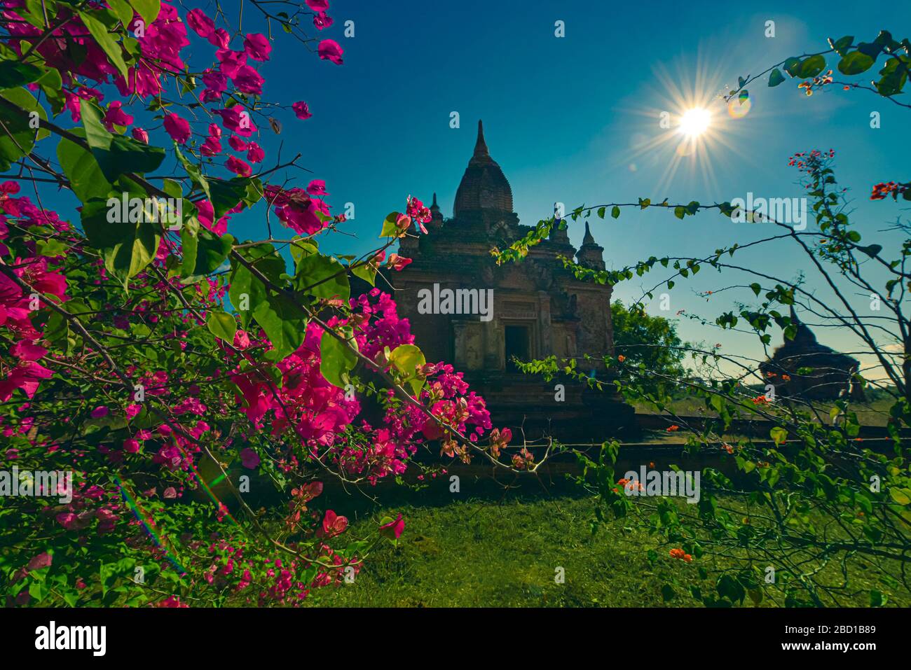 Bagan Myanmar Bougainvillea flowers and beautiful Stupa Stock Photo - Alamy