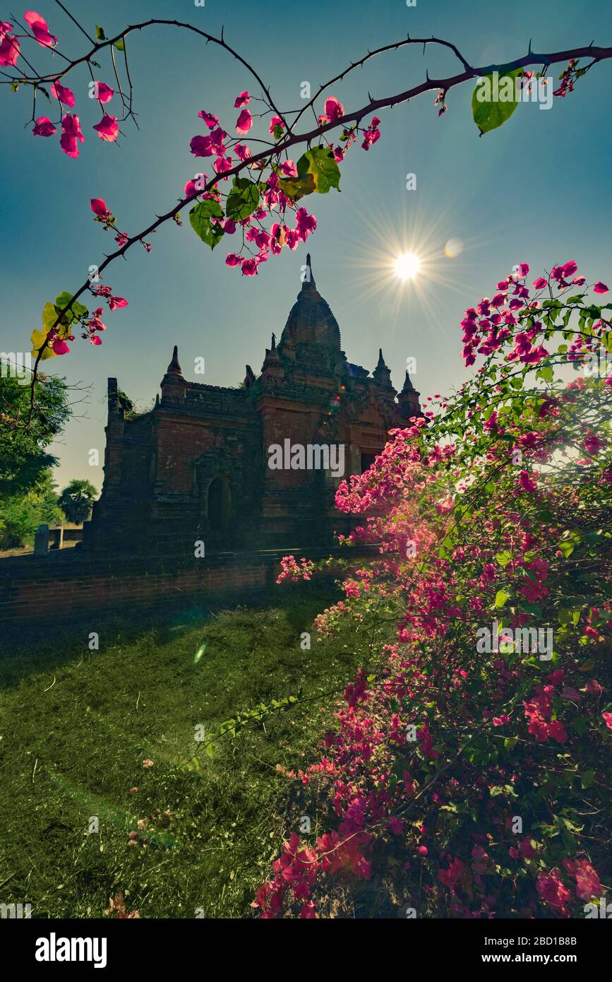 Bagan Myanmar Bougainvillea flowers and beautiful Stupa Stock Photo - Alamy