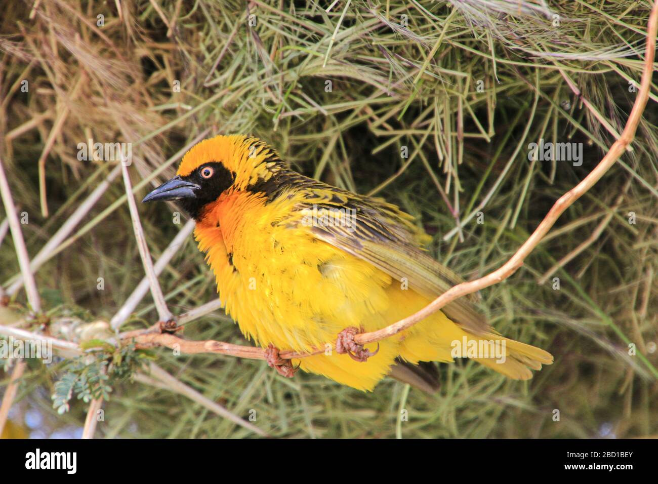 African masked weavers hi-res stock photography and images - Alamy