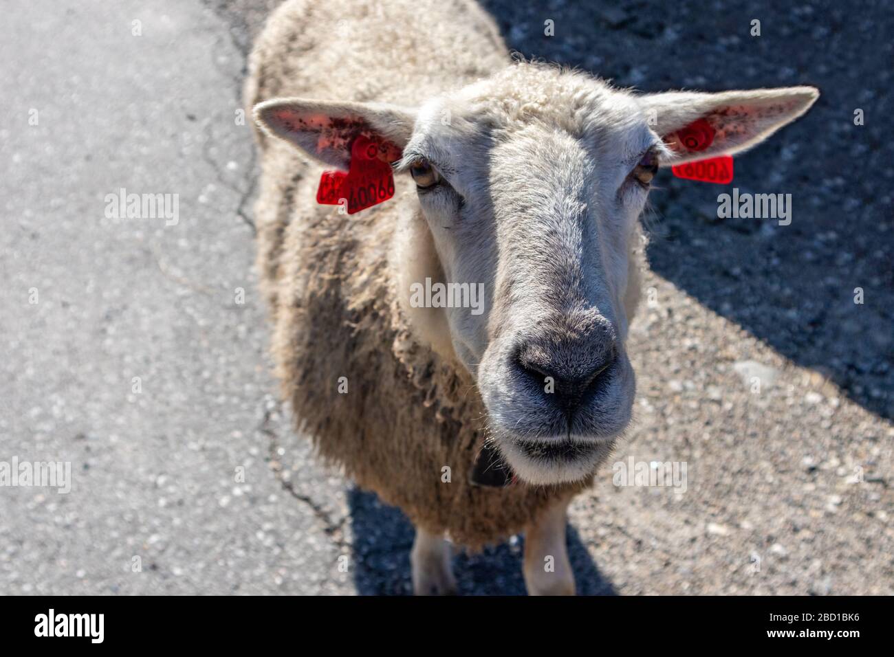 Norwegian white fluffy sheep looks in camera close up on asphalt road ...