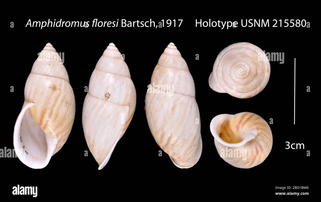 Floresi hi-res stock photography and images - Alamy