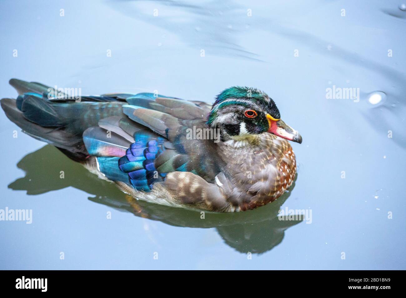 Duck pat hi-res stock photography and images - Alamy