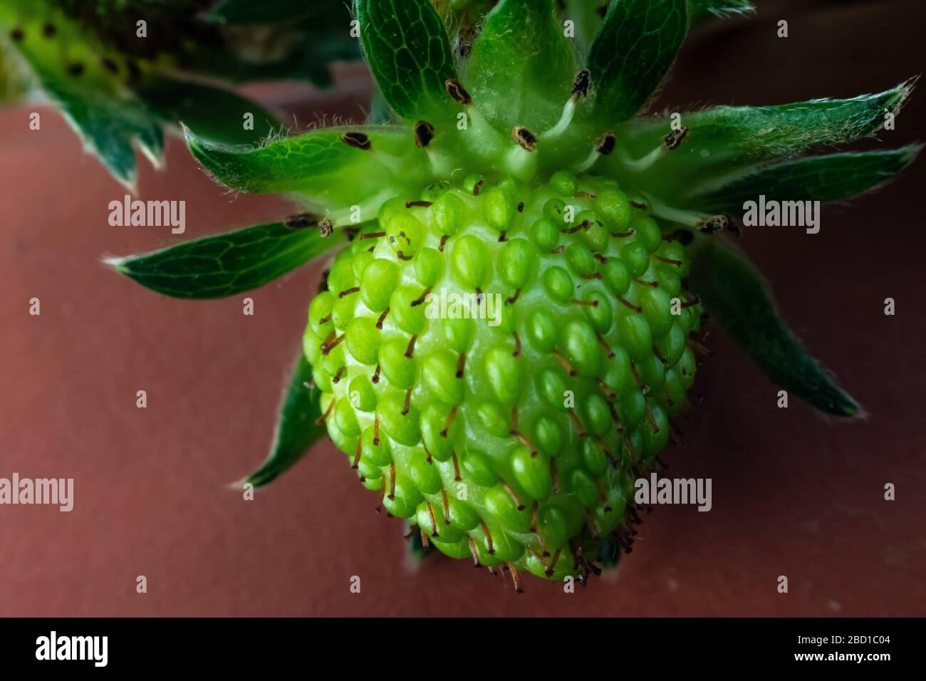 Natural macro composition hi-res stock photography and images - Alamy