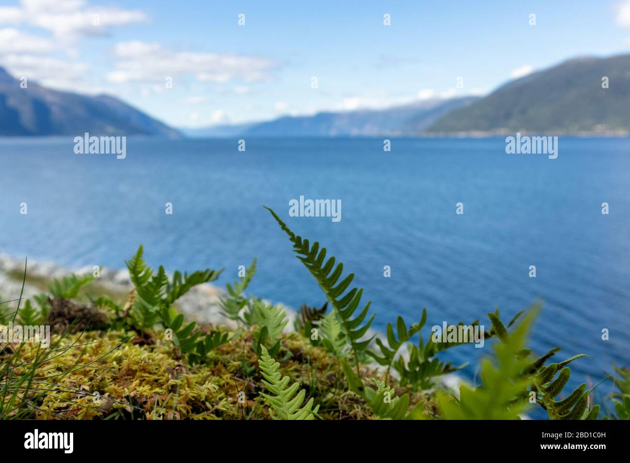 Norwegian fern hi-res stock photography and images - Alamy