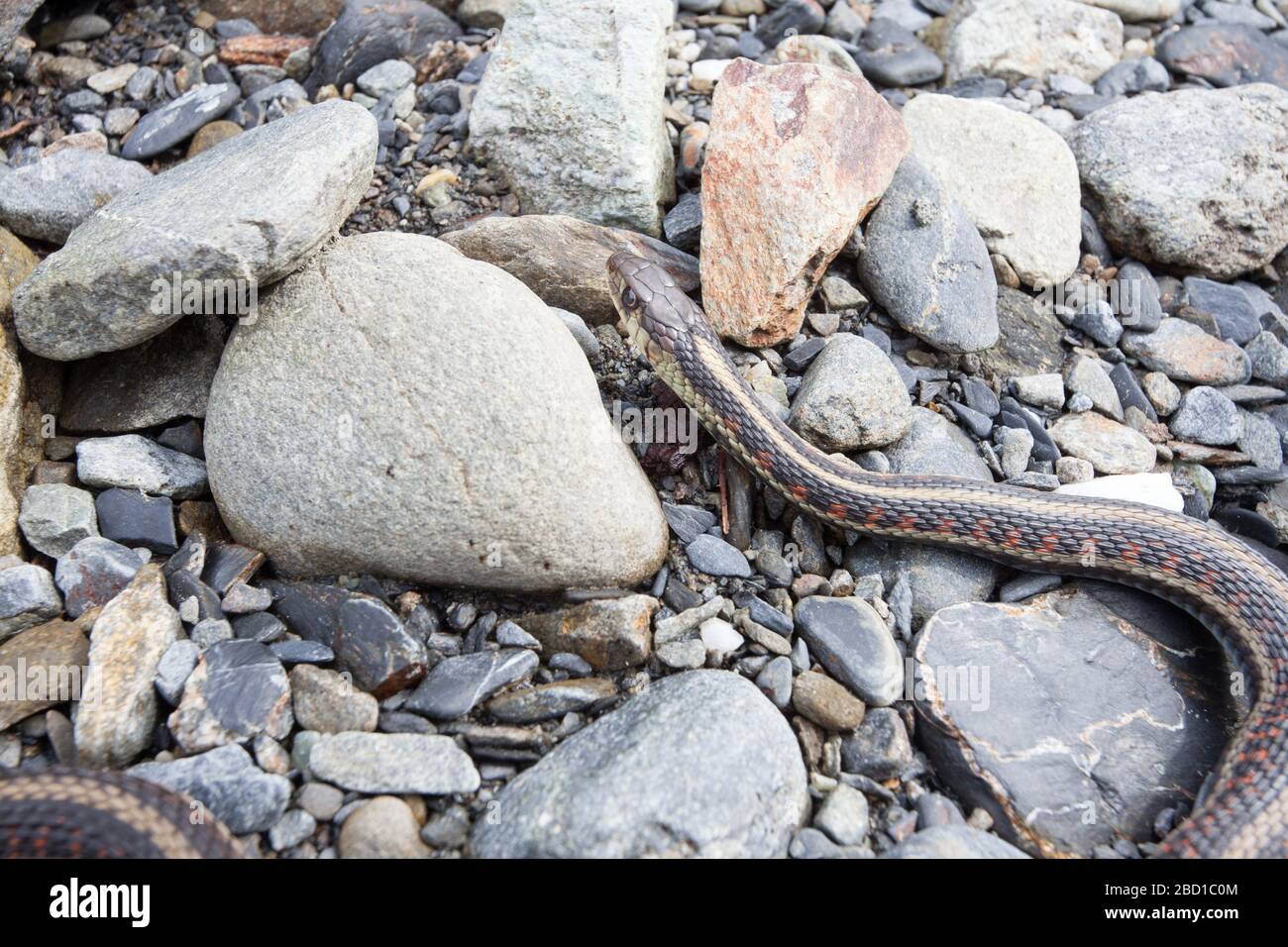 Slithers High Resolution Stock Photography and Images - Alamy