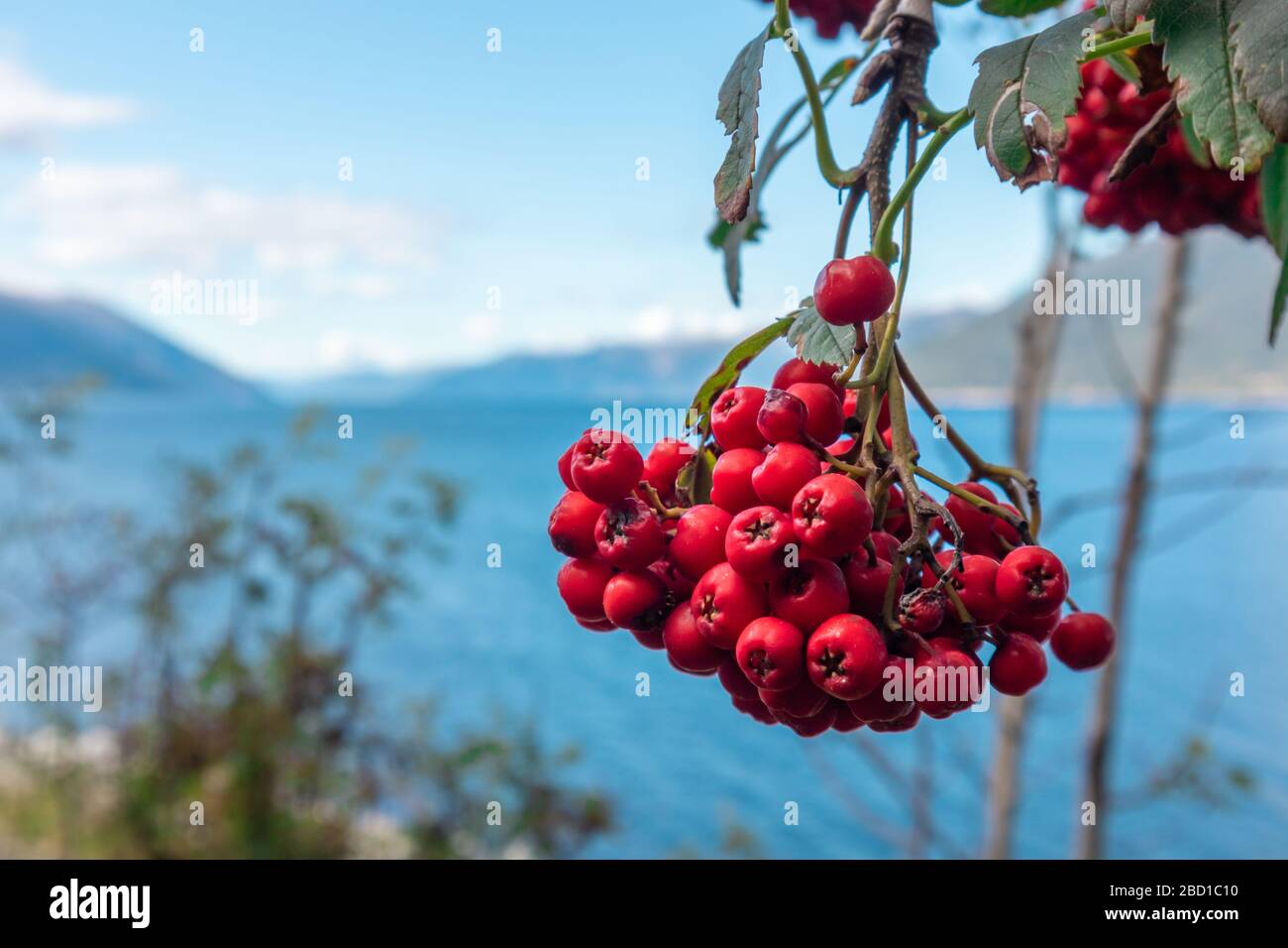 Red rowan berry close up on blurred blue water of norwegian fjord ...