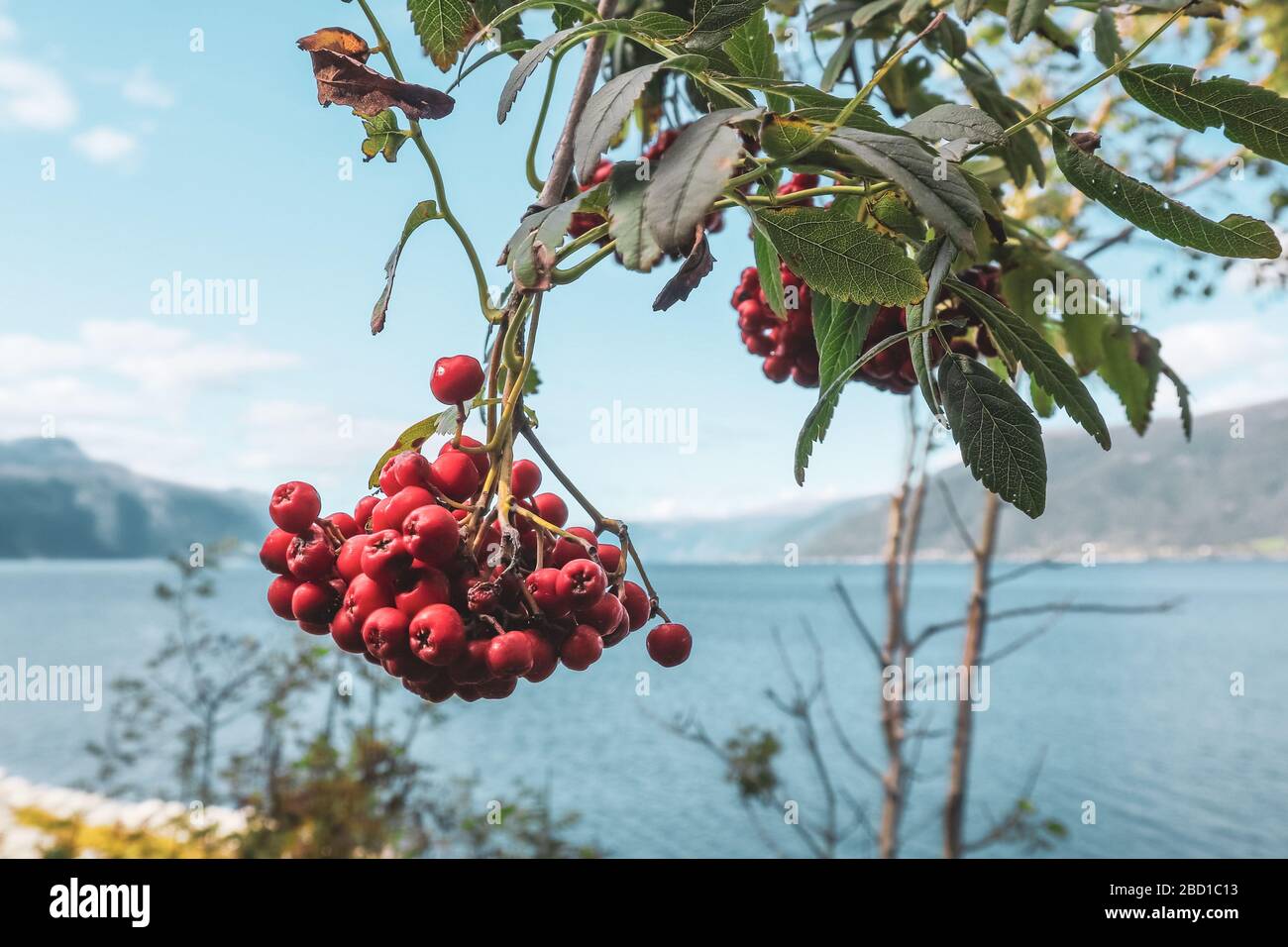 Rowan norway hi-res stock photography and images - Alamy