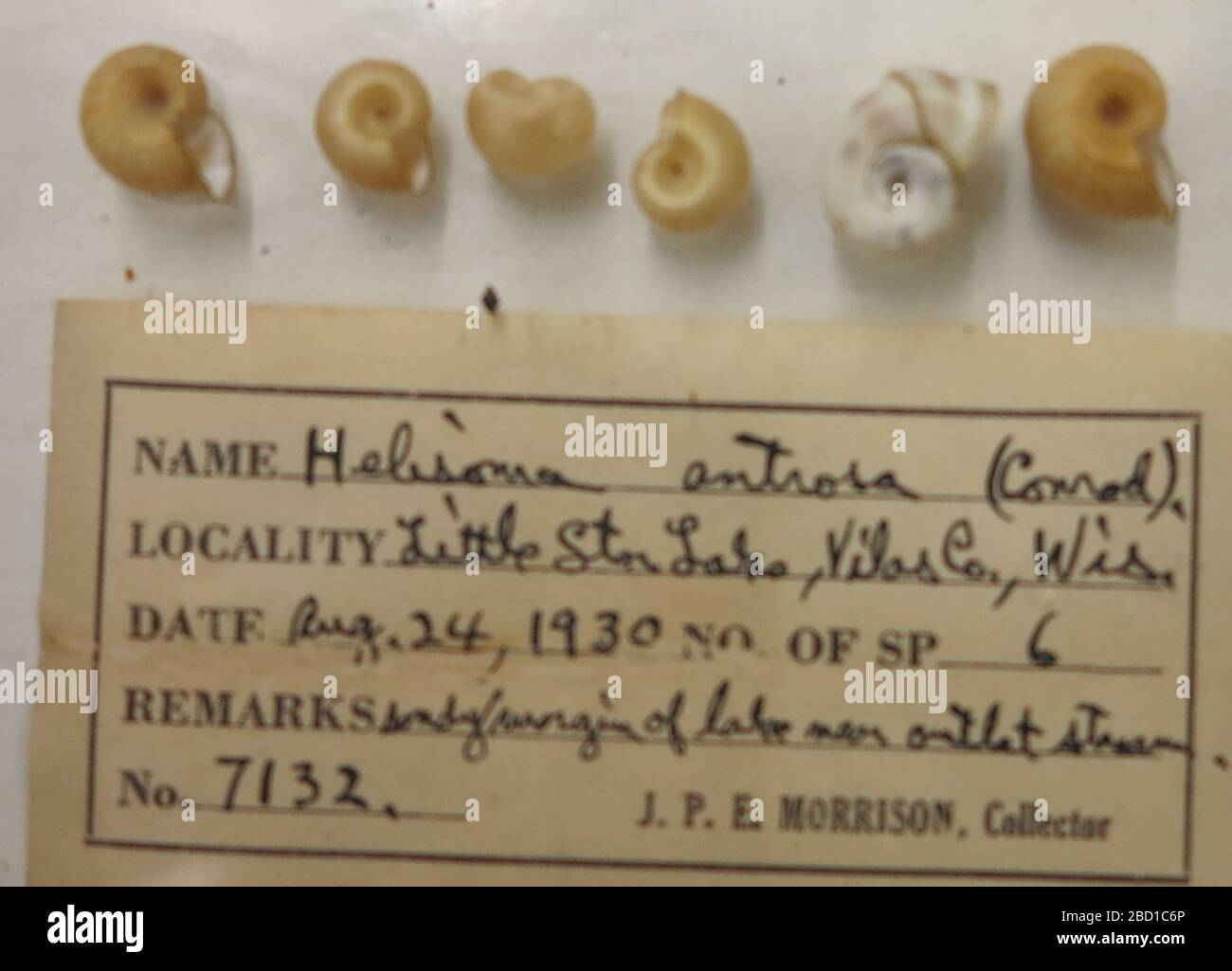 Helisoma hi-res stock photography and images - Alamy