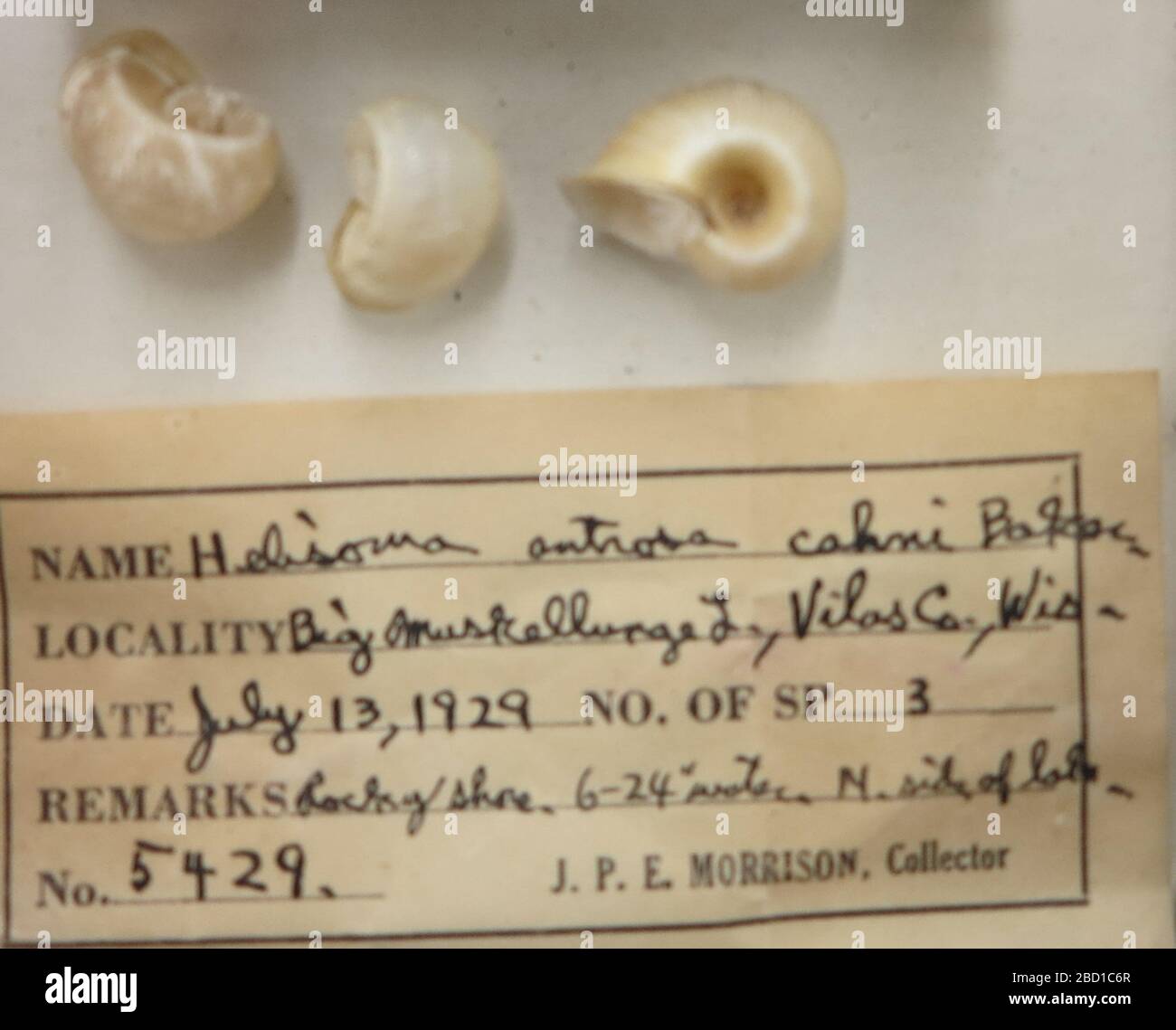 Helisoma hi-res stock photography and images - Alamy