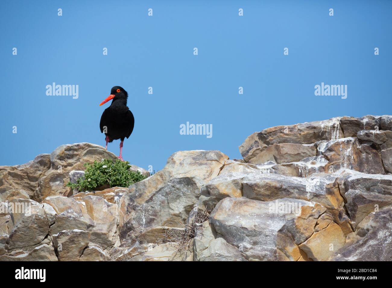 South african water birds hi-res stock photography and images - Alamy